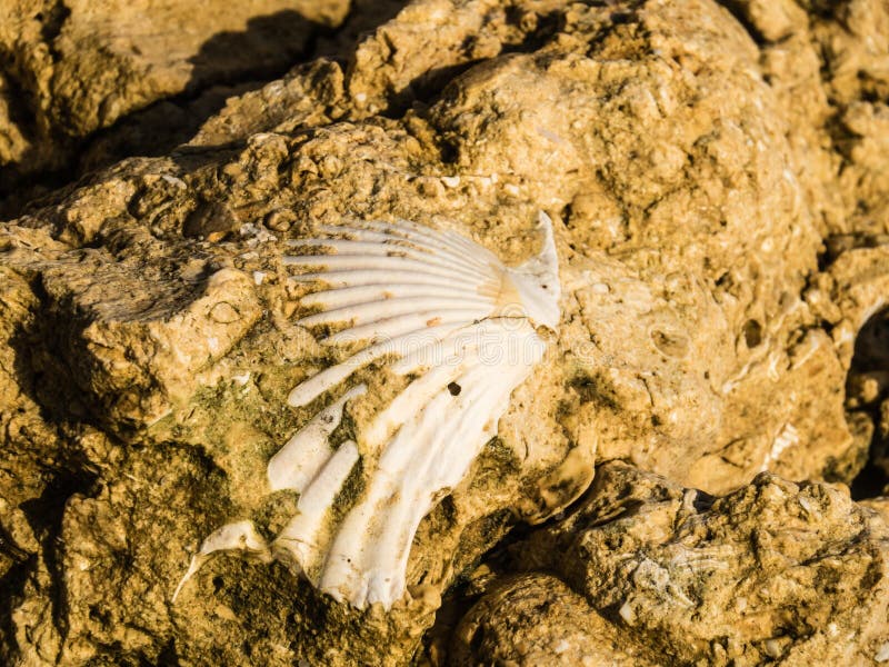 Shell Trapped in the Layers of Sandstone Stock Photo - Image of ...