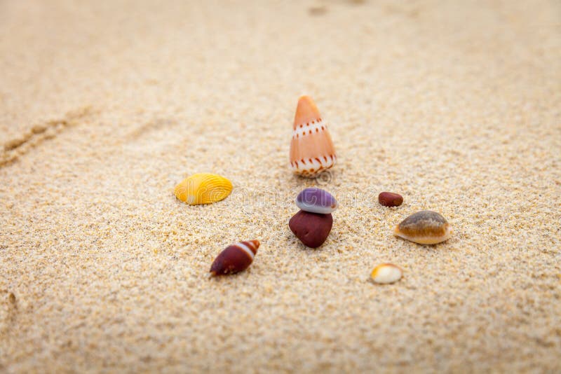 Shells on tropical beach stock photo. Image of calm, nature - 77751842