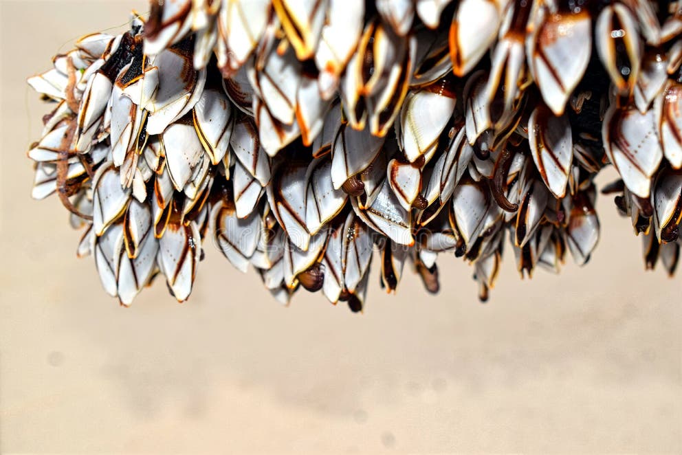 Cluster of shells stock image. Image of beach, shells - 130412407