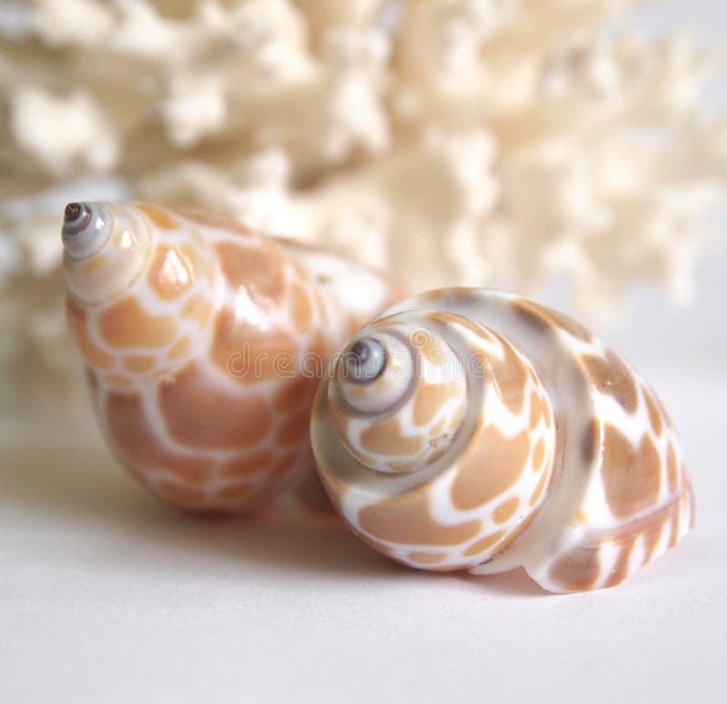 Coral and shells stock photo. Image of corals, coral - 35281070