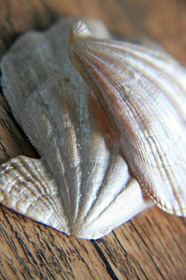 Two Sea Shells Picture. Image: 933666
