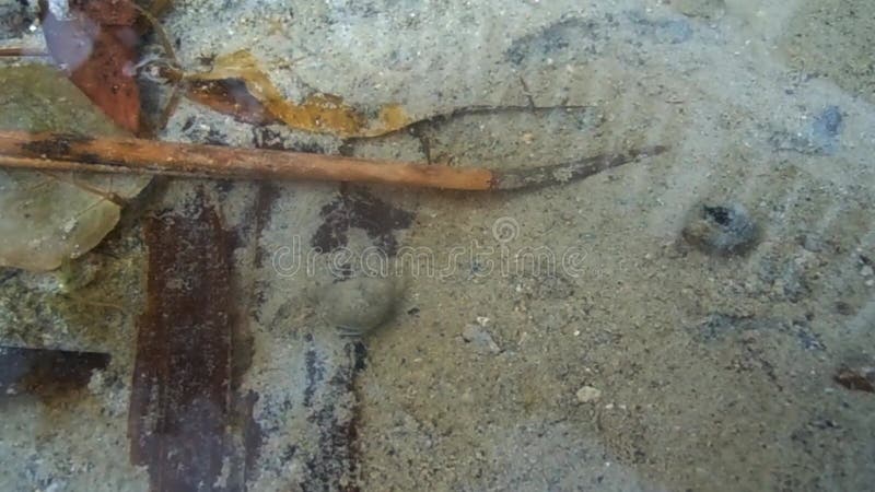 Underwater View of Shells in the Clean Water Sea Stock Footage - Video ...