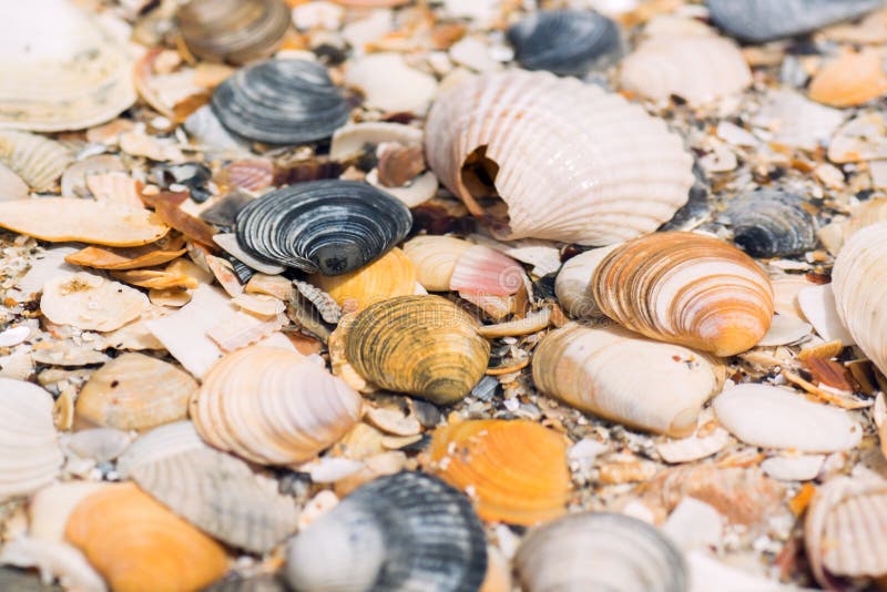Shells Under the Sea by the Sea, Stock Image - Image of sand, view ...