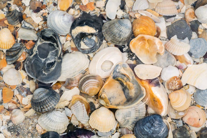 Shells Under the Sea by the Sea, Stock Photo - Image of beauty, water ...
