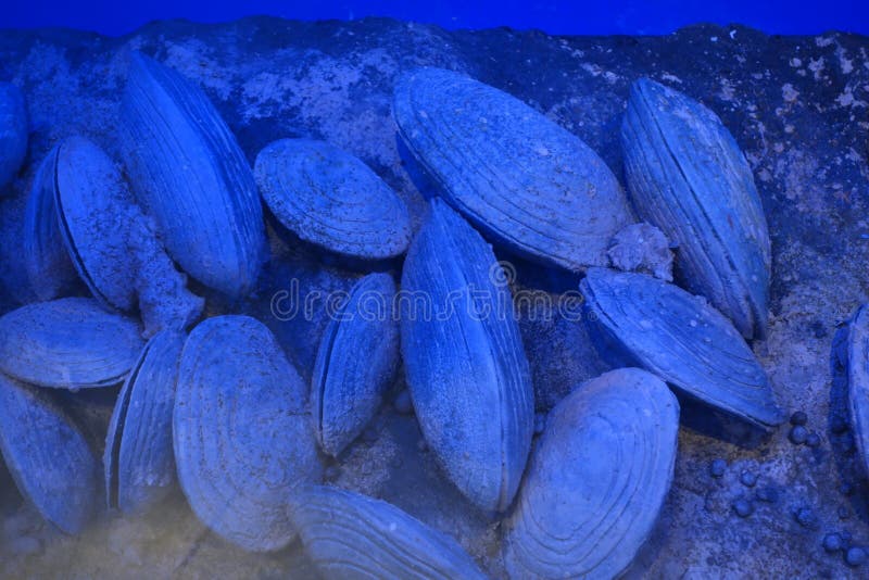 Sea Shells Under the Water Beneath the Rocks Stock Image - Image of ...