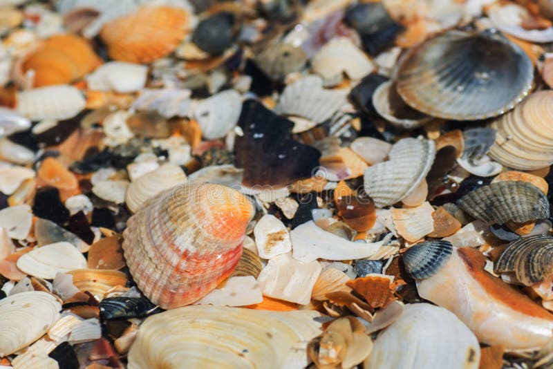 Shells under water stock photo. Image of cancun, enjoyment - 36067626