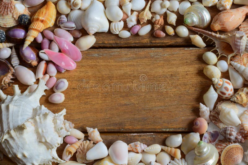 Shells stock image. Image of nature, texture, white, wood - 56689993