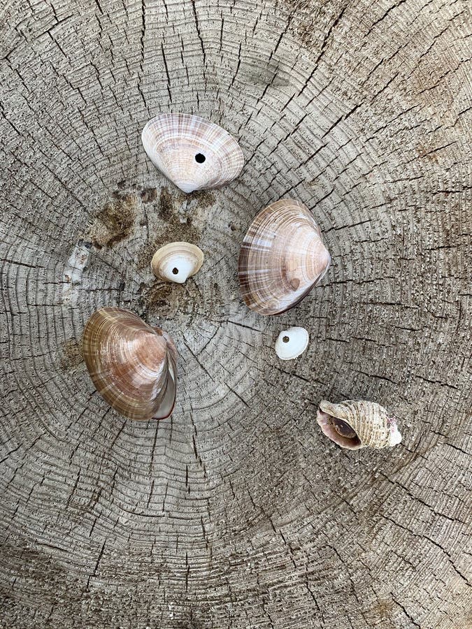Shells of Various Sizes Against the Background of the Tree and Its ...