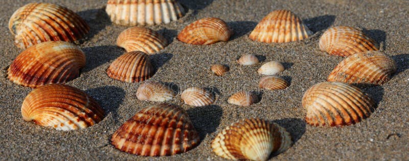Shells of Various Sizes on the Sand of the Tropical Beach Stock Image ...