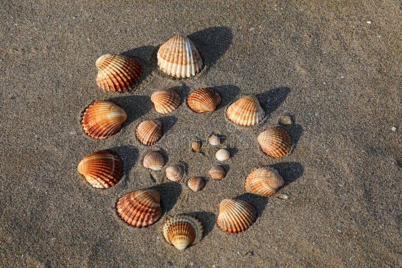Shells of Various Sizes on the Sand of the Tropical Beach Stock Image ...