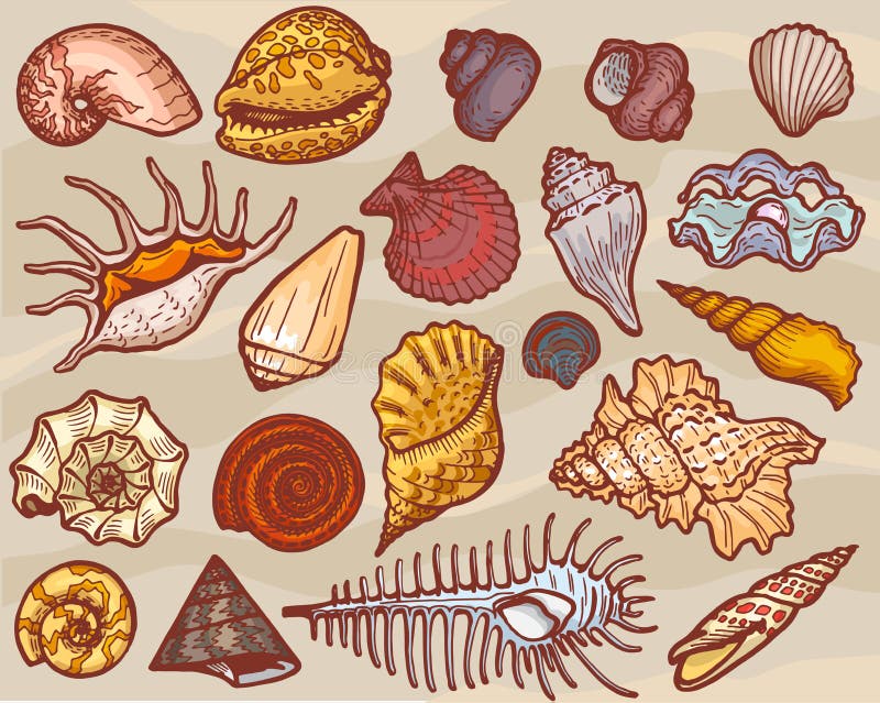 Shells Vector Marine Seashell and Ocean Cockle-shell Underwater or ...