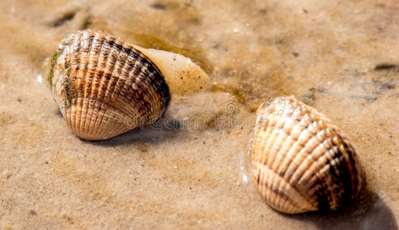 Shells in the wadden sea stock image. Image of mudflat - 246025247