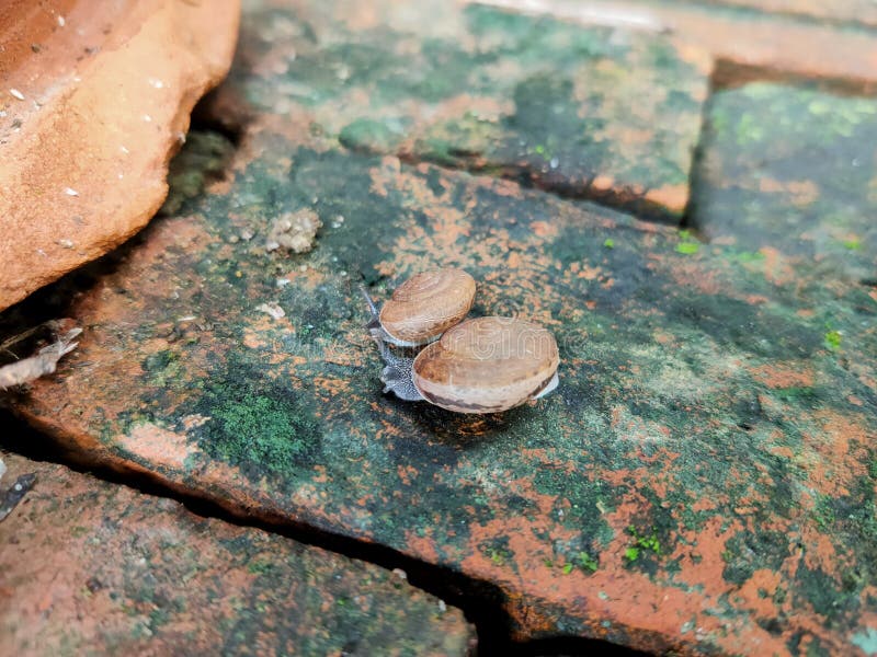 Shells Walking on the Ground in the Garden. Stock Photo - Image of ...