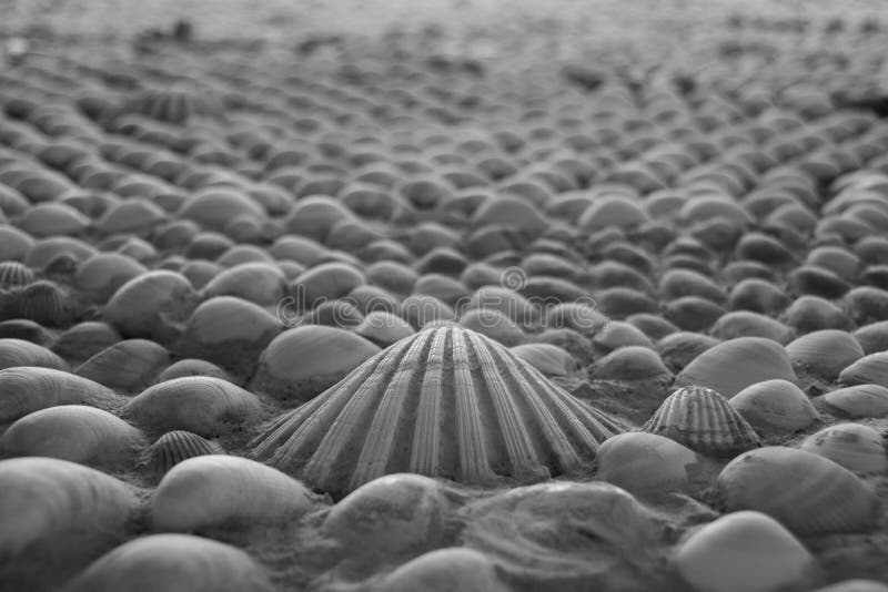 Shells on the Wall in Black and White Stock Photo - Image of ocean ...