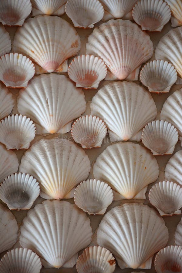 Shells stock photo. Image of edinburgh, shells, seashell - 56276192