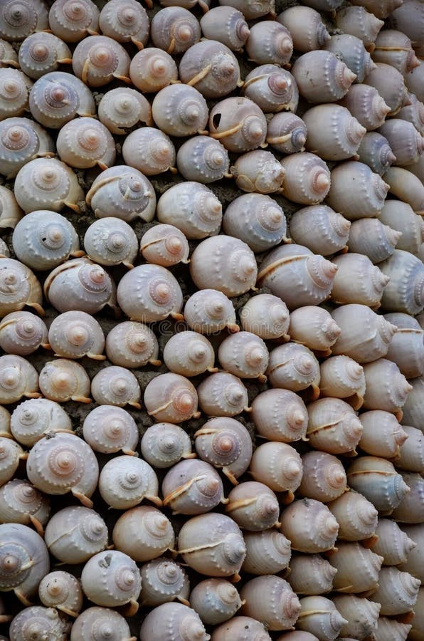 Sea shells wall stock image. Image of life, shell, multiple - 42616545
