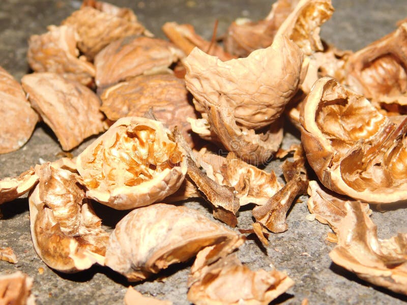 Nuted Stock Photos - Free & Royalty-Free Stock Photos from Dreamstime