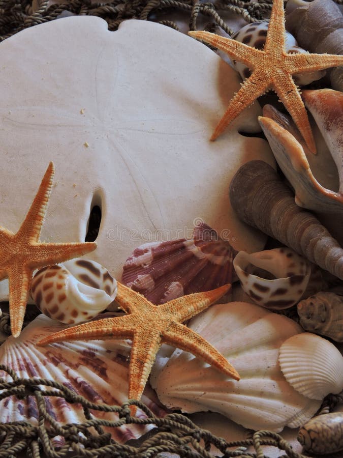 Shells Washed Ashore stock photo. Image of shells, echinoidea - 88527132