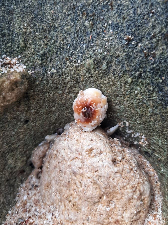 Shells Washed Up on the Beach Stock Photo - Image of shells ...