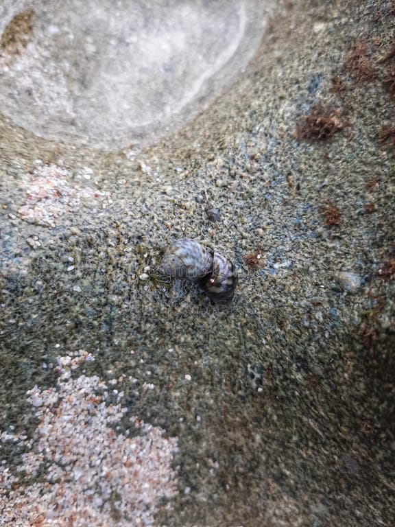 Shells Washed Up on the Beach Stock Image - Image of geology, reptile ...