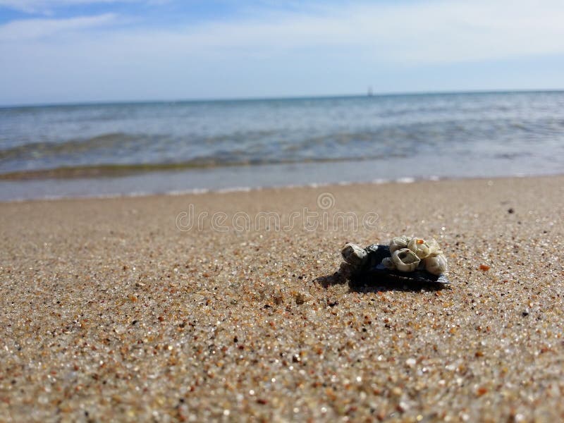 Shells stock image. Image of washed, shell, sand, seashell - 53994169