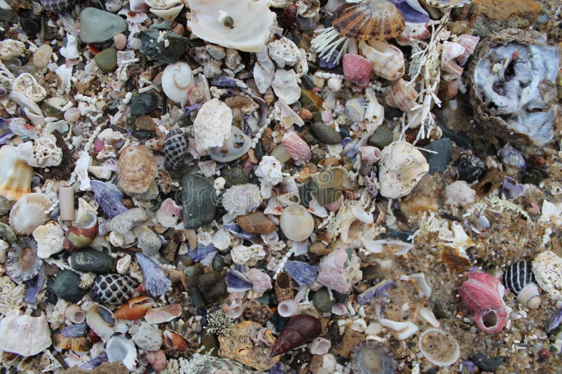 Shells and Washed Up Items on Rocky Shoreline in Australia Stock Image ...