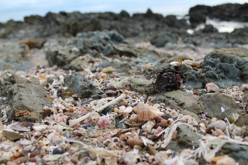 Shells and Washed Up Items on Rocky Shoreline in Australia Stock Image ...