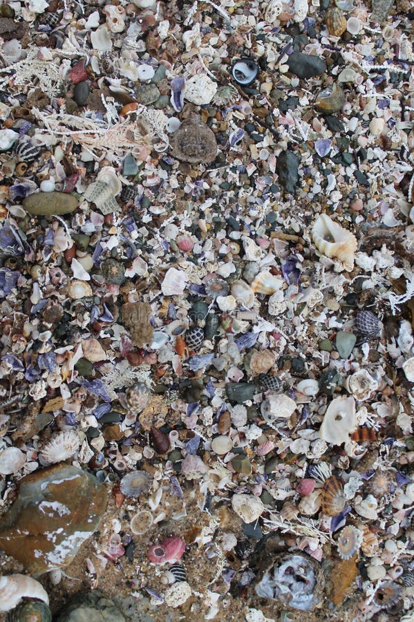 Shells and Washed Up Items on Rocky Shoreline in Australia Stock Photo ...