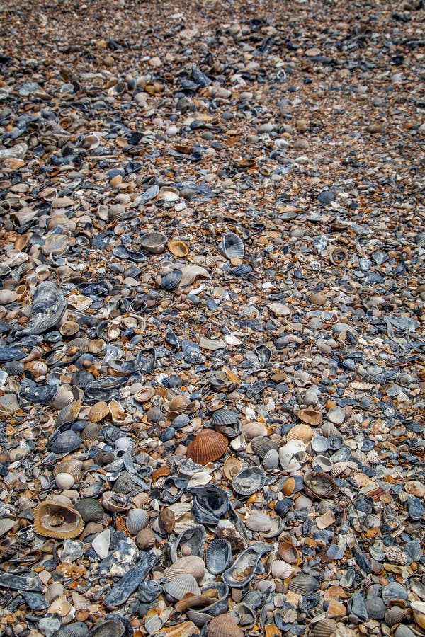 Shells Washed Up on the Sandy Shore at Hutt S Beach Near Bunbury ...