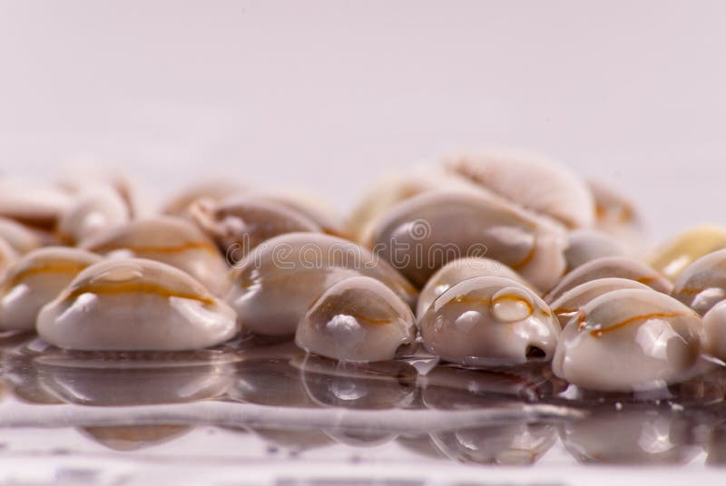 Shells in Water stock photo. Image of relaxing, international - 17459602