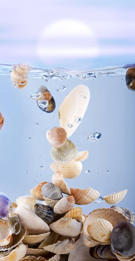 Shells in water. stock image. Image of seashell, shore - 19438229