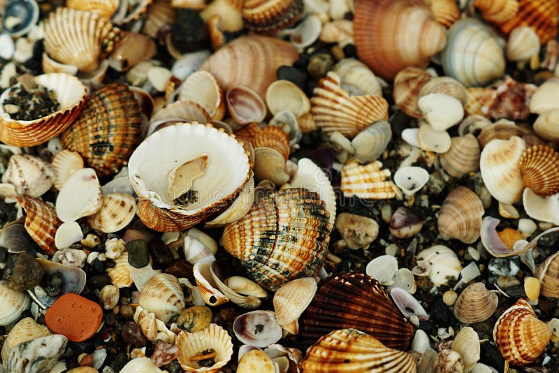 Shells in Water Background. Stock Image - Image of sandy, deserted ...