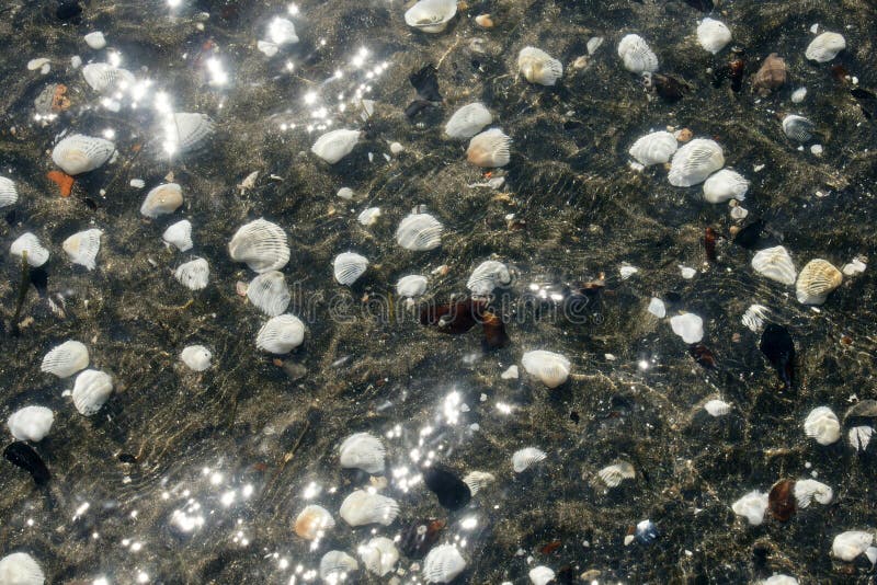 Shells in water - 9 stock photo. Image of shell, bulgaria - 48963712