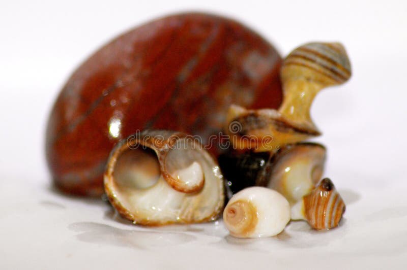 Stacked egg shells 3 stock image. Image of white, isolated - 5888797