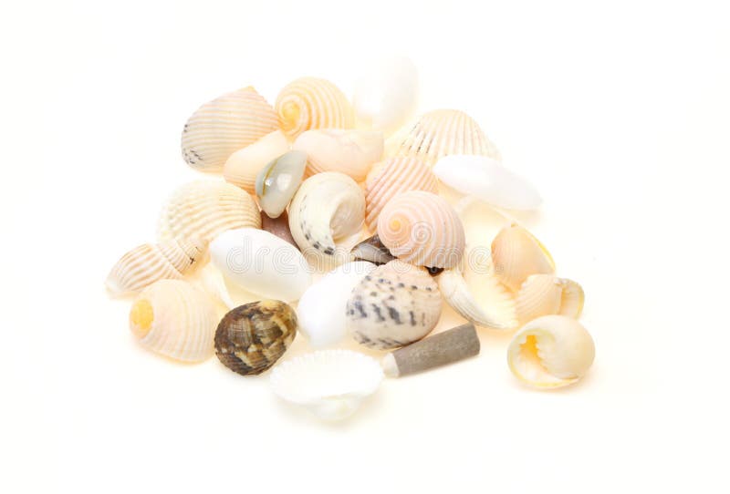 Shells in a White Background Stock Image - Image of copy, white: 58000777
