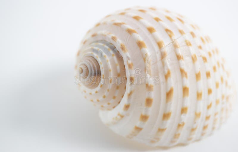 Shells with the White Background Stock Image - Image of white, stick ...