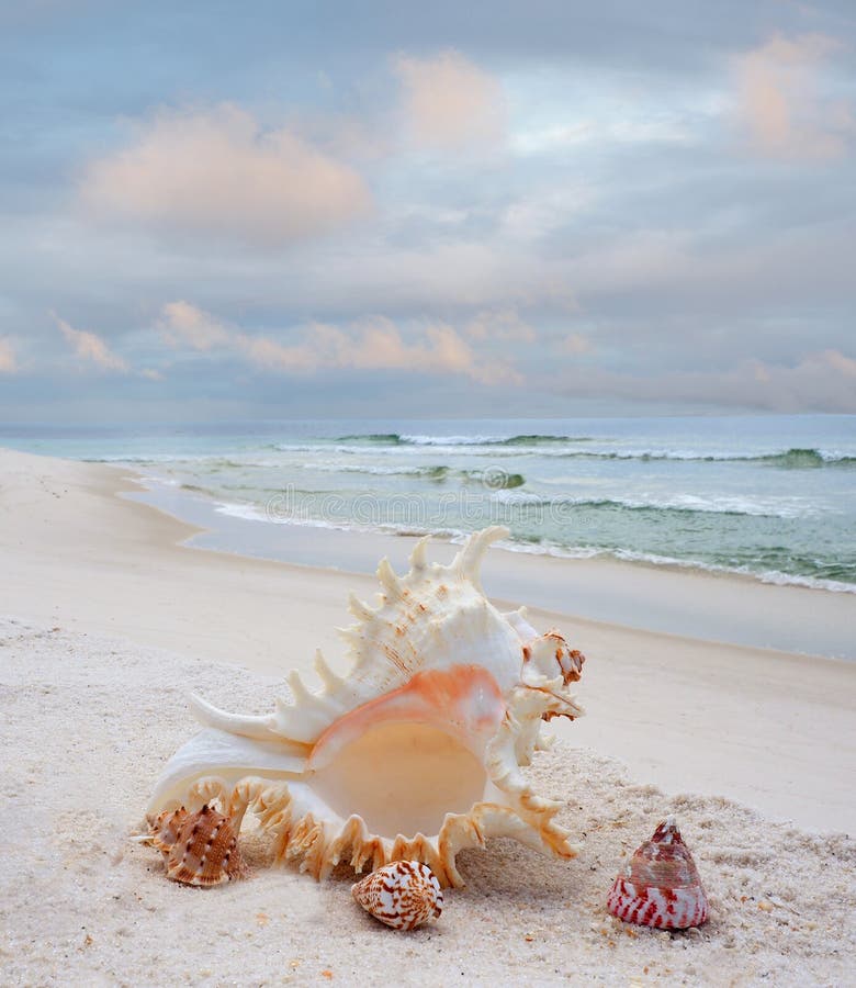 Sea Shells, Sand Dollar On The Beach Stock Photo - Image of holiday ...