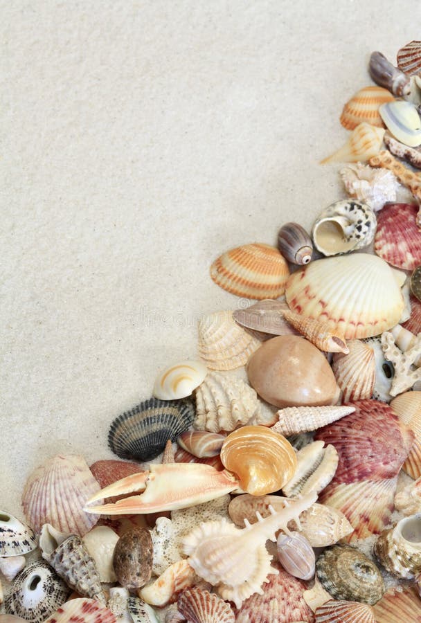 Sea Shells, Sand Dollar on the Beach Stock Photo - Image of holiday ...
