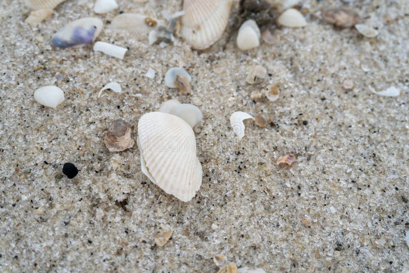 Shells on the White Sandy Beach in the Middle of Nature Stock Photo ...