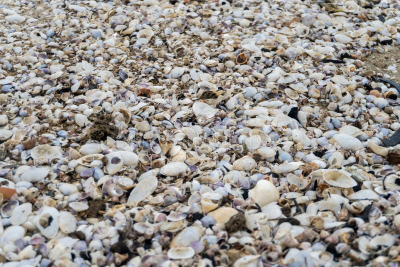 Shells on the White Sandy Beach in the Middle of Nature Stock Image ...