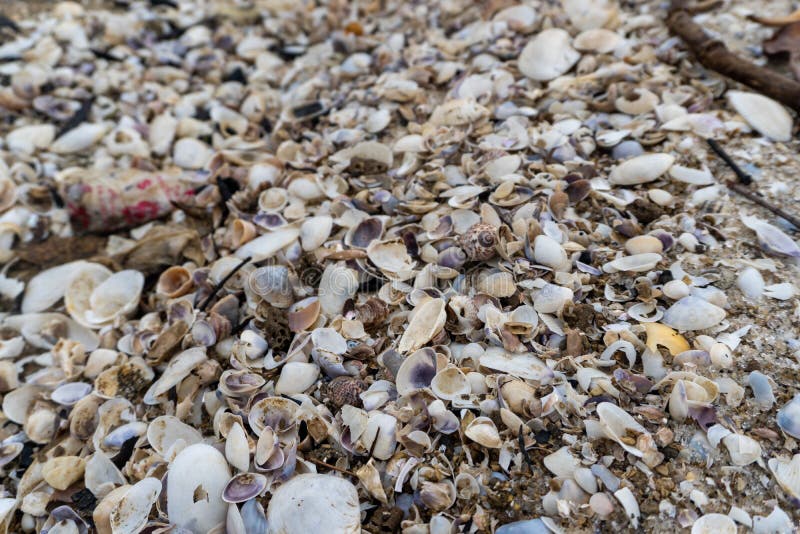 Shells on the White Sandy Beach in the Middle of Nature Stock Photo ...