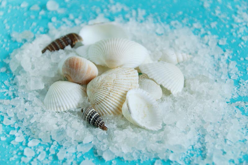Shells on white sea salt stock photo. Image of health - 129776338