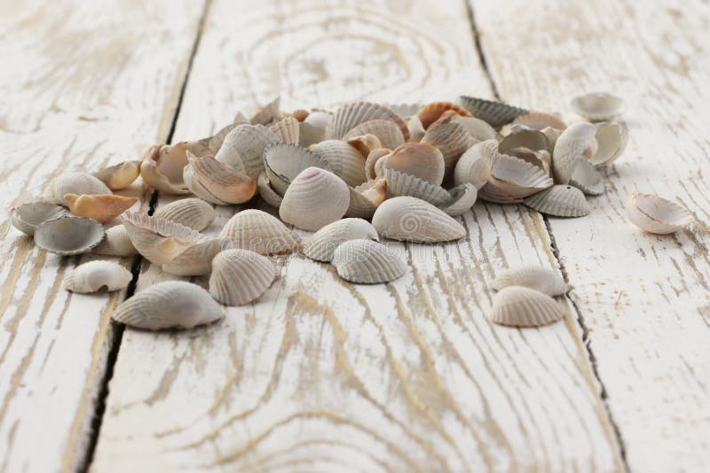 Shells stock photo. Image of caribbean, seashell, ocean - 73750424