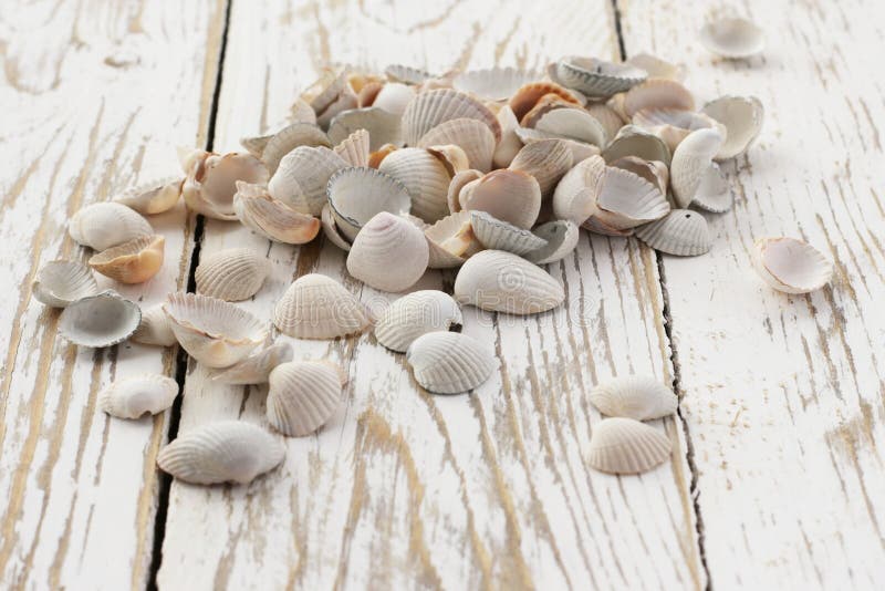 Shells stock image. Image of background, space, rustic - 73750505