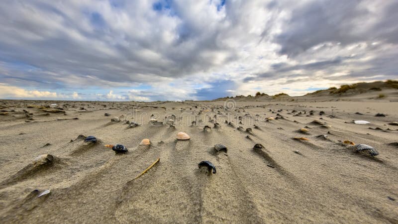 Shells on wind swept beach stock image. Image of formation - 87763615