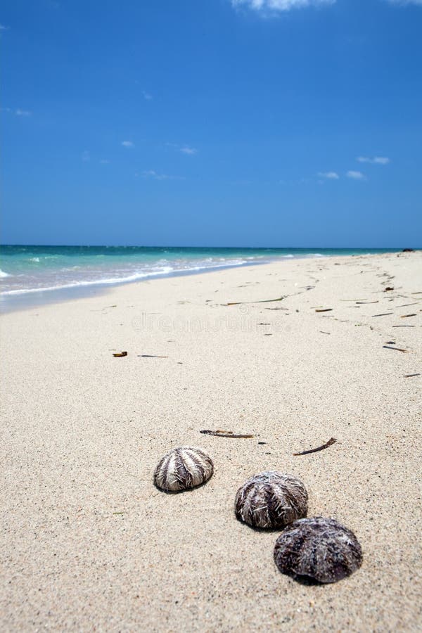 Shells on a Wonderful Tropical Beach Stock Image - Image of peace ...