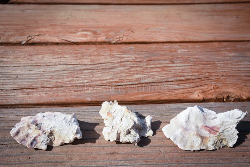 Shells on Wood Background stock image. Image of decor - 94888077