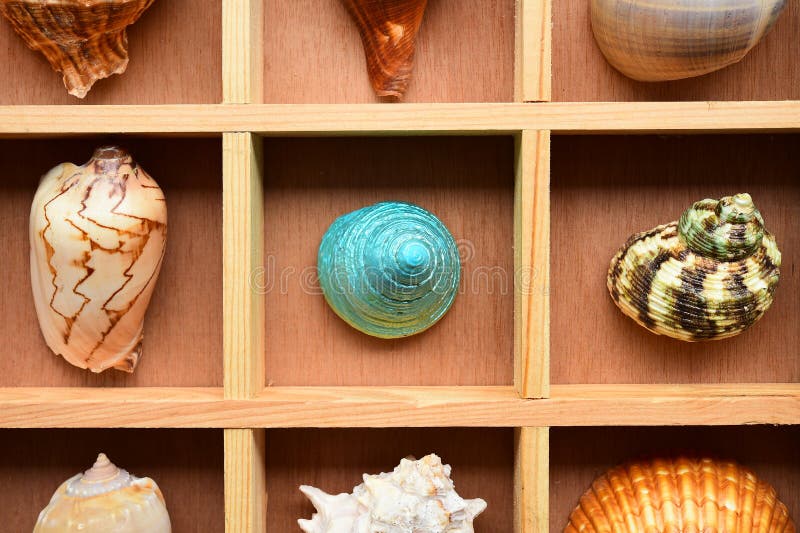 Shells in wooden box stock image. Image of seafood, coast - 96500449