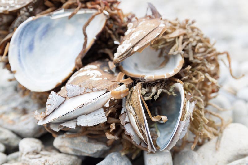 Shells Wrapped with Seaweed Stock Photo - Image of environment, ocean ...