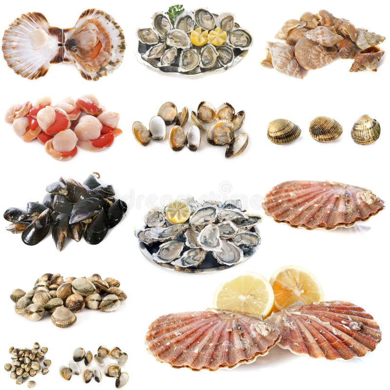 Winkle Shellfish Stock Photos - Free & Royalty-Free Stock Photos from ...